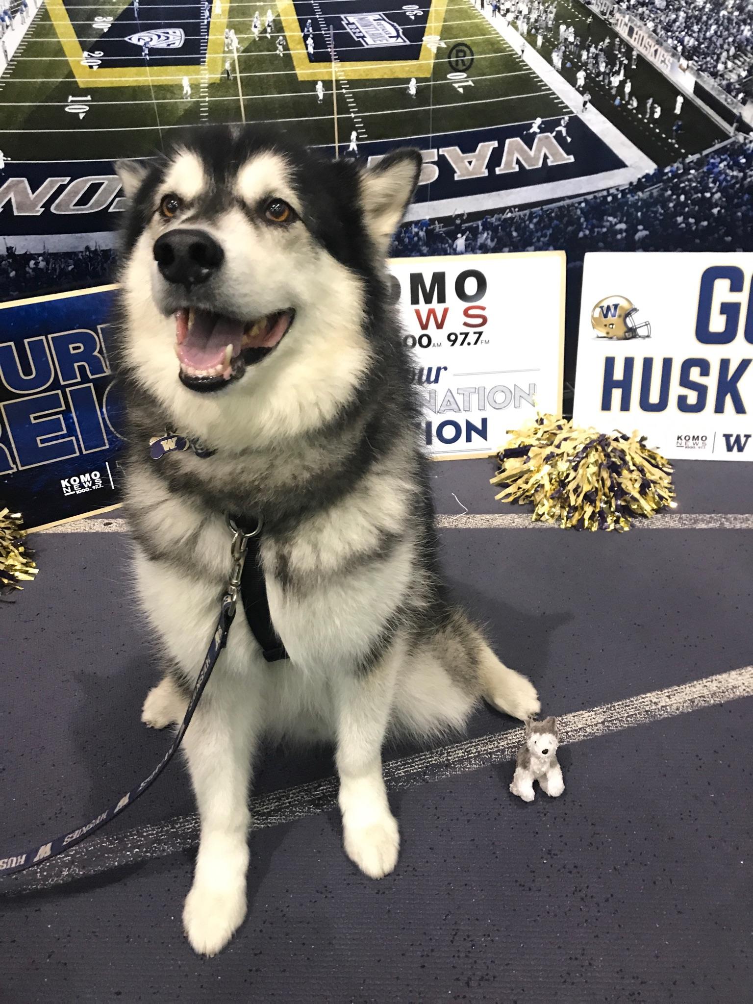 Uw Husky Mascot Dubs To Retire After 2018 Football Season Komo
