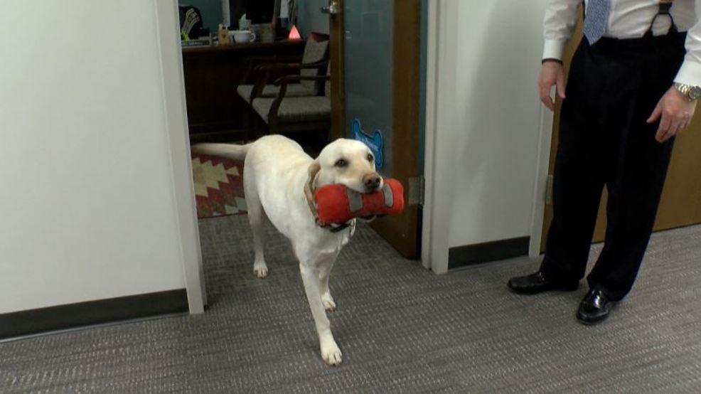 Tennessee lawmaker's dog calls Capitol home, provides emotional support ...