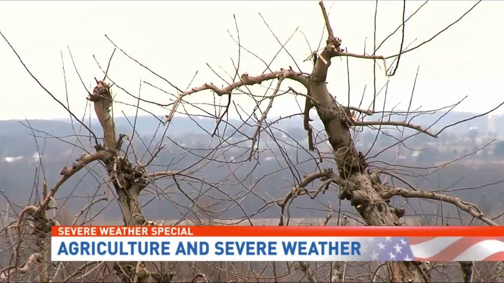 Hail damage crops | WHP