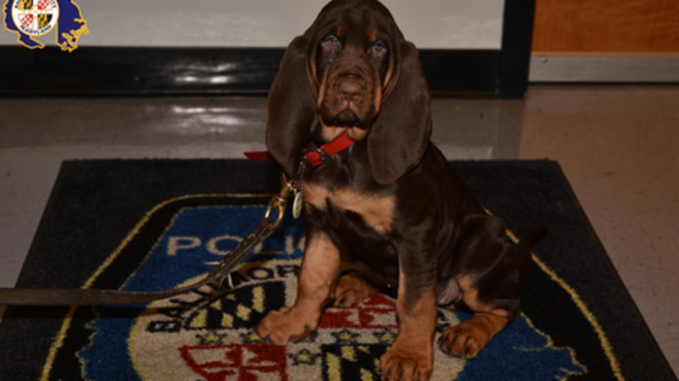 Baltimore County Police welcomes new K-9 | WBFF
