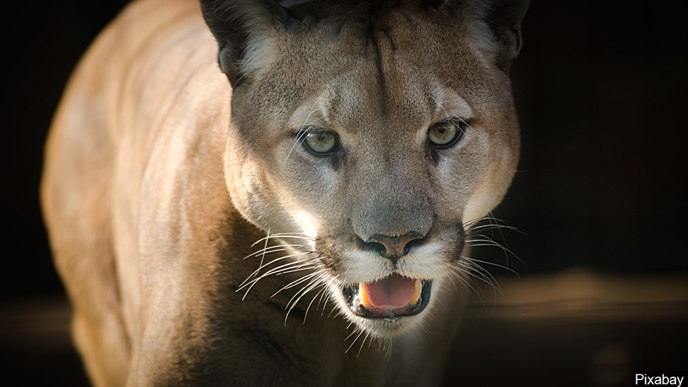 Mountain lions may reappear in Missouri | KTVO