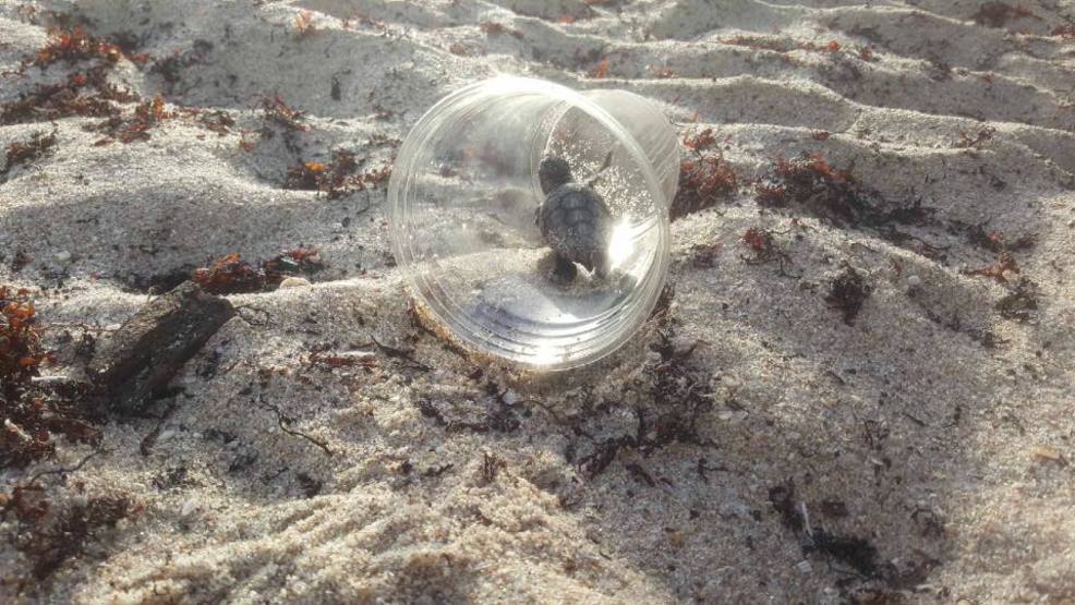 Photo: Loggerhead sea turtle hatchling stuck in cup | WPEC