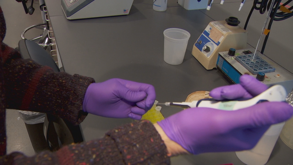 'Zombie cells' buildup in your body may play role in aging | KOMO