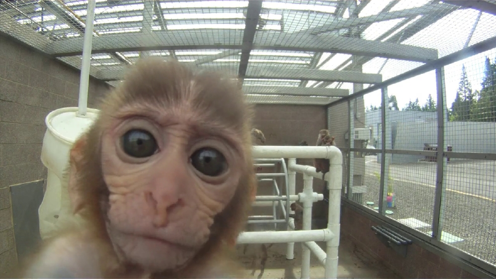 Breakthrough OHSU study: Antibodies quickly clear HIV in baby monkeys ...