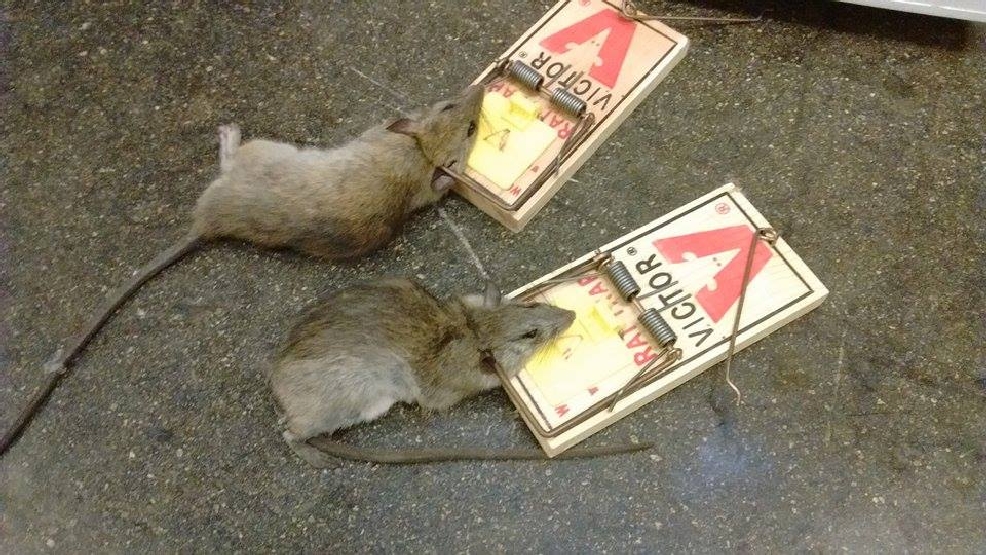 School employees say they've been working with rat infestation for ...