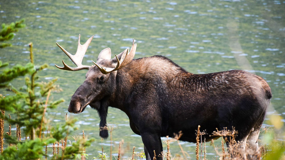 Moose tests positive for chronic wasting disease in Troy | KECI